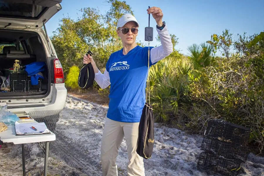 In the Field: Banding Florida Scrub-Jays - Brevard Zoo Blog