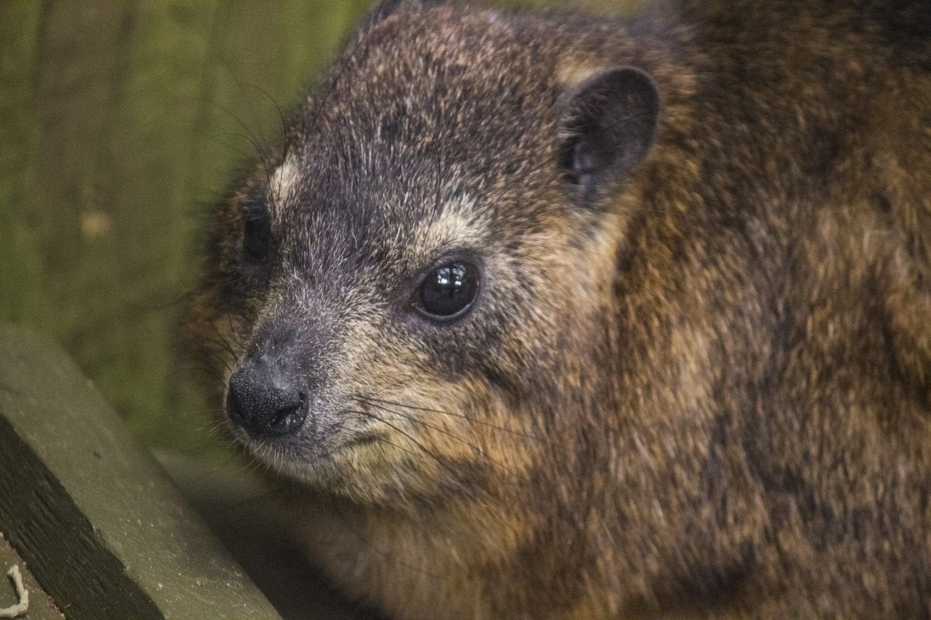 Hyrax