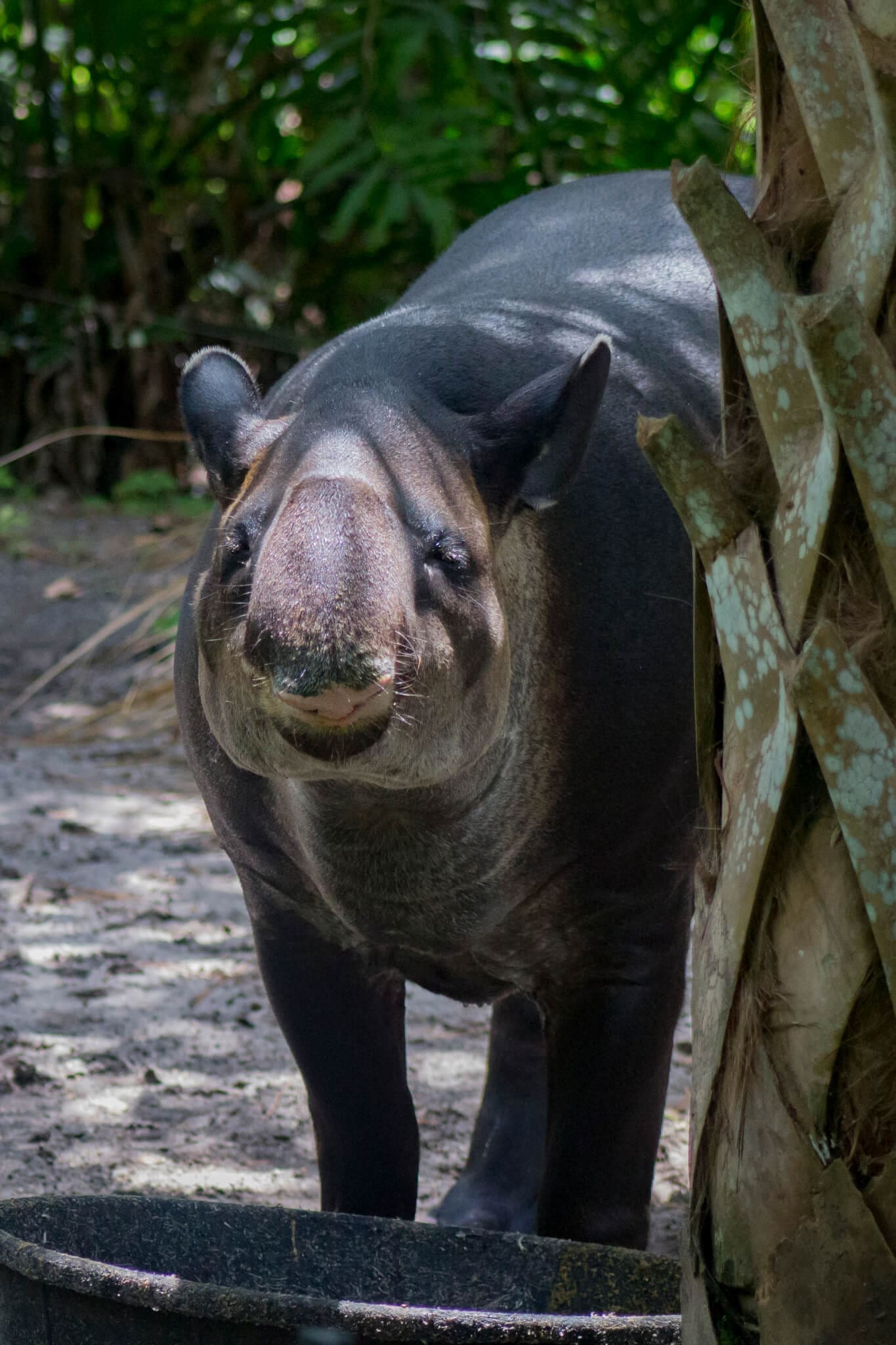 Baird’s Tapir