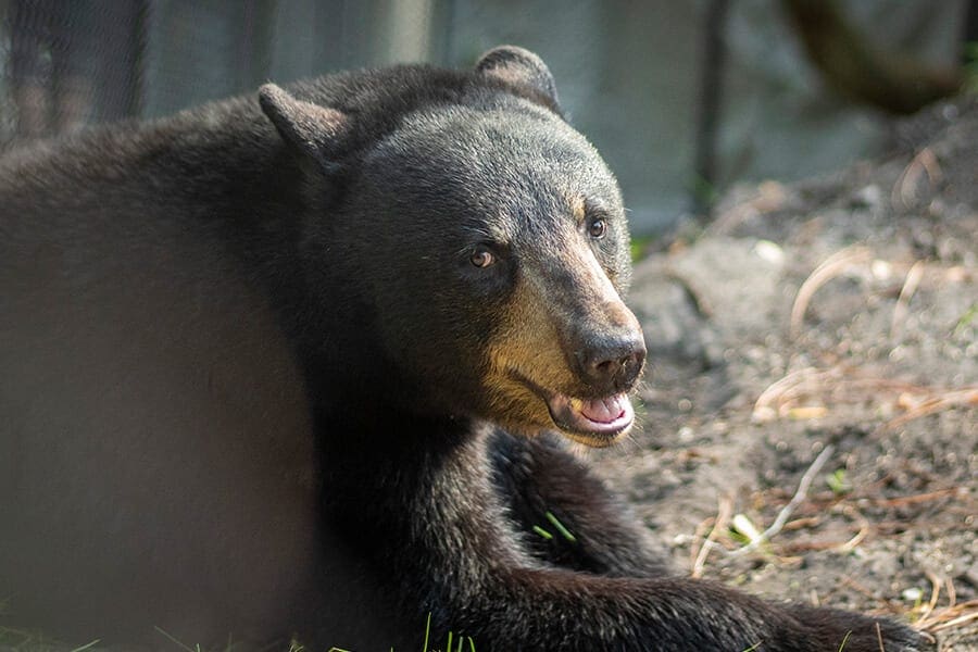 When Can I See the Bear? - Brevard Zoo Blog