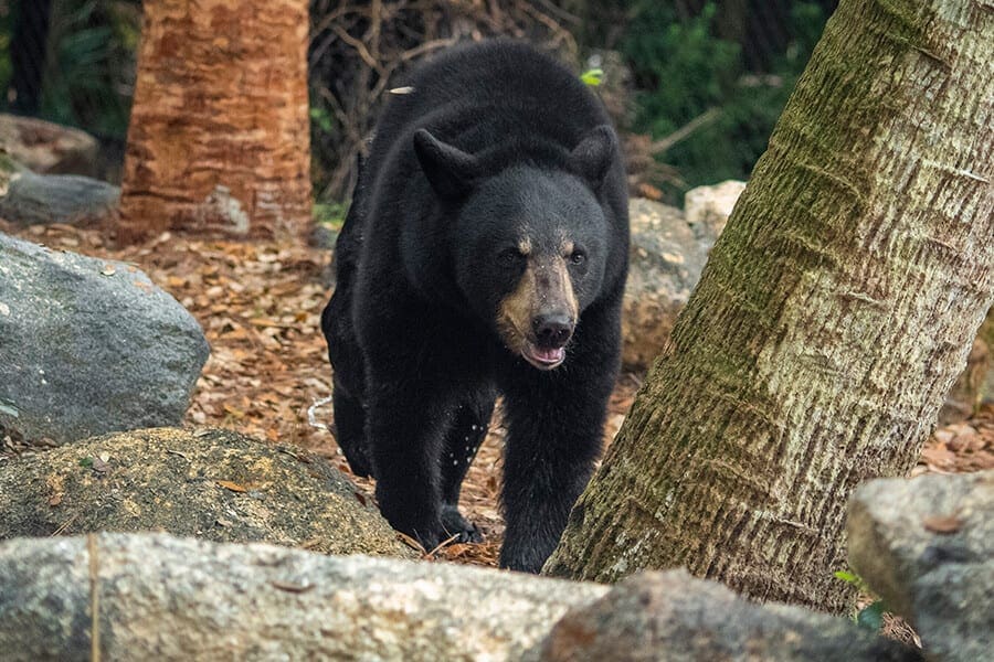 The Bear Is Out and About! - Brevard Zoo Blog