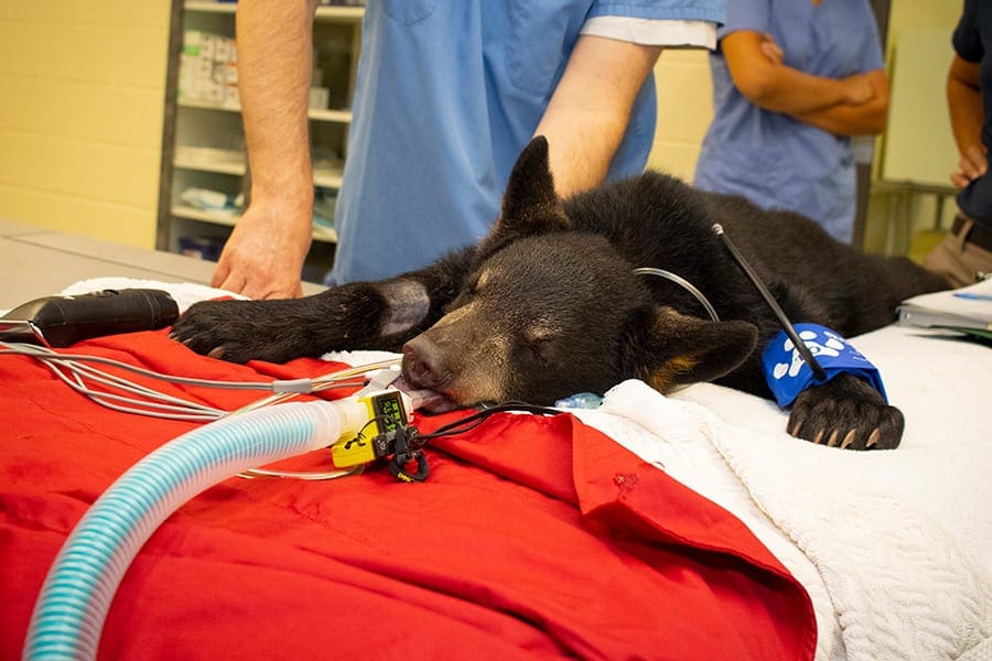 Inside Brody's Surgery - Brevard Zoo Blog