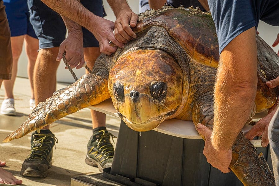 Rescuing Perseverance - Brevard Zoo Blog