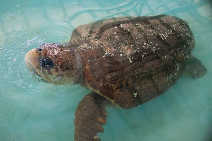 Uncovering Perseverance’s History - Brevard Zoo Blog