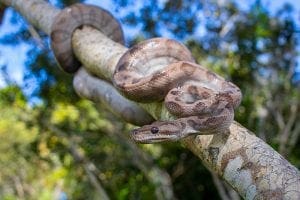 Annulated Tree Boas Make Their Debut - Brevard Zoo