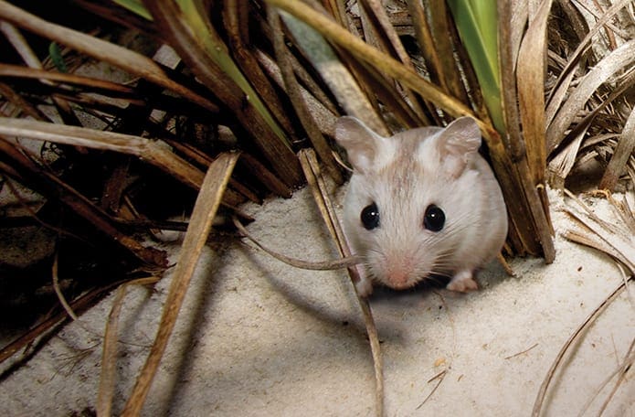 Conservation | Brevard Zoo