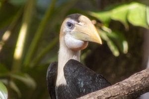 The Hornbill Chick Is Out and About - Brevard Zoo Blog