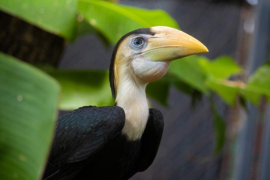 The Hornbill Chick Is Out and About - Brevard Zoo Blog