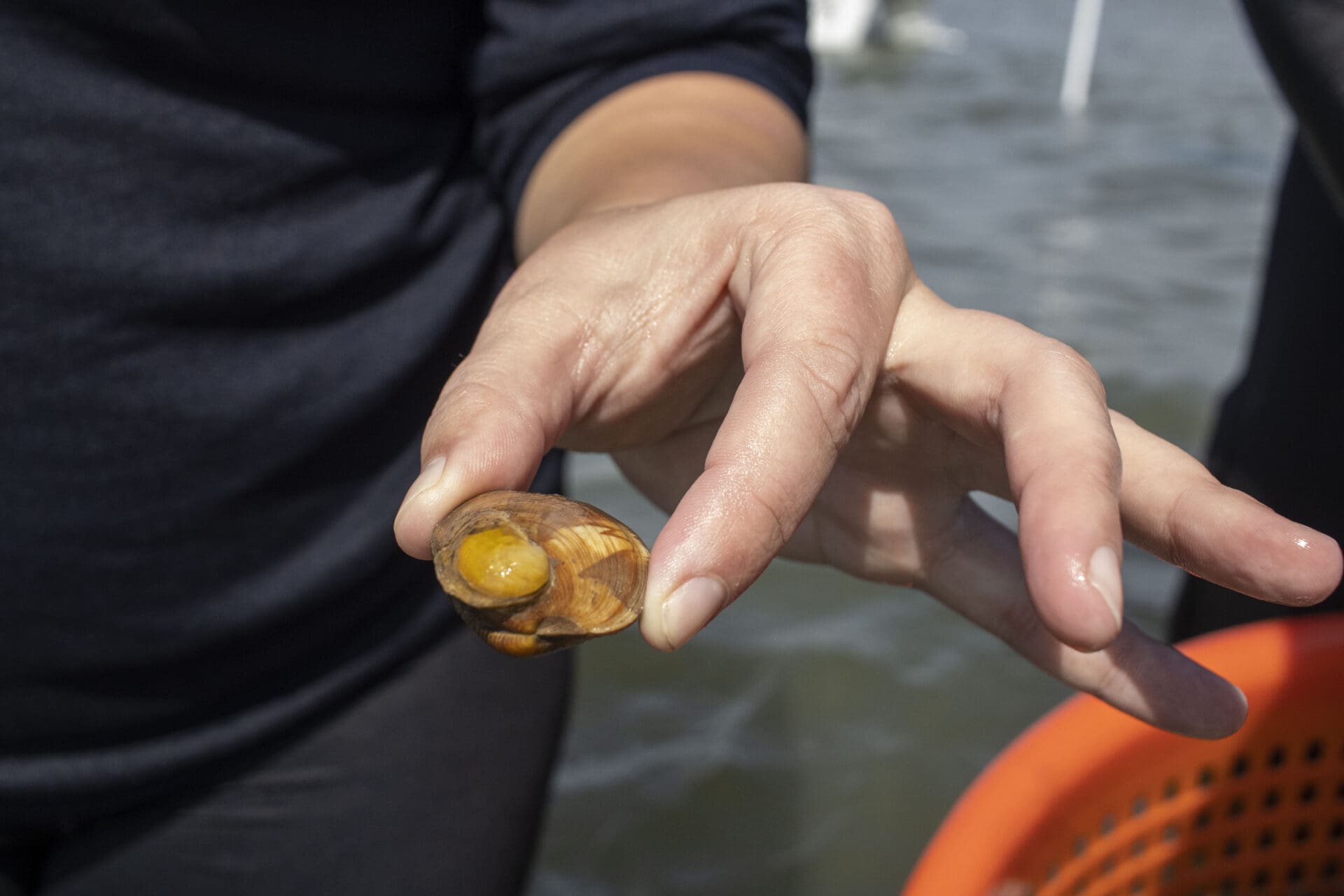 Brevard Zoo plants first 100 clam beds in Indian River Lagoon - Brevard ...
