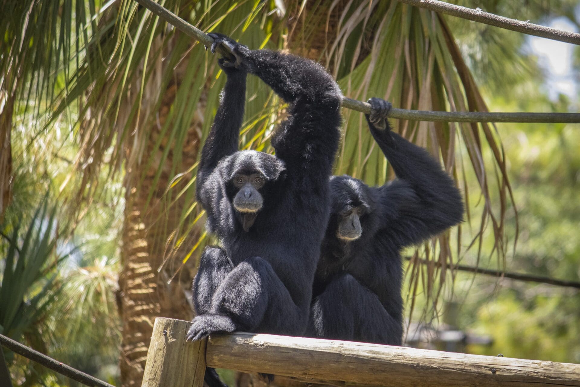 Caring for Sapphire the Siamang - Brevard Zoo