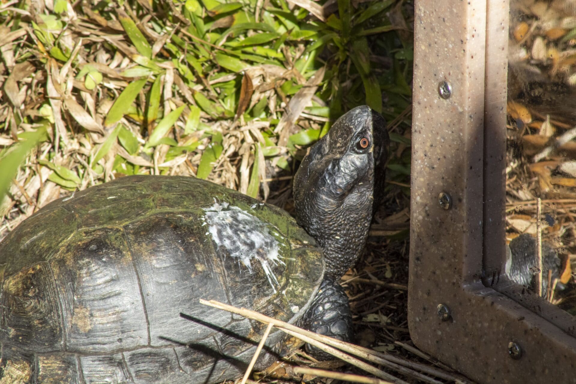 Can You Spot the Animal Resident in This Habitat? - Brevard Zoo Blog