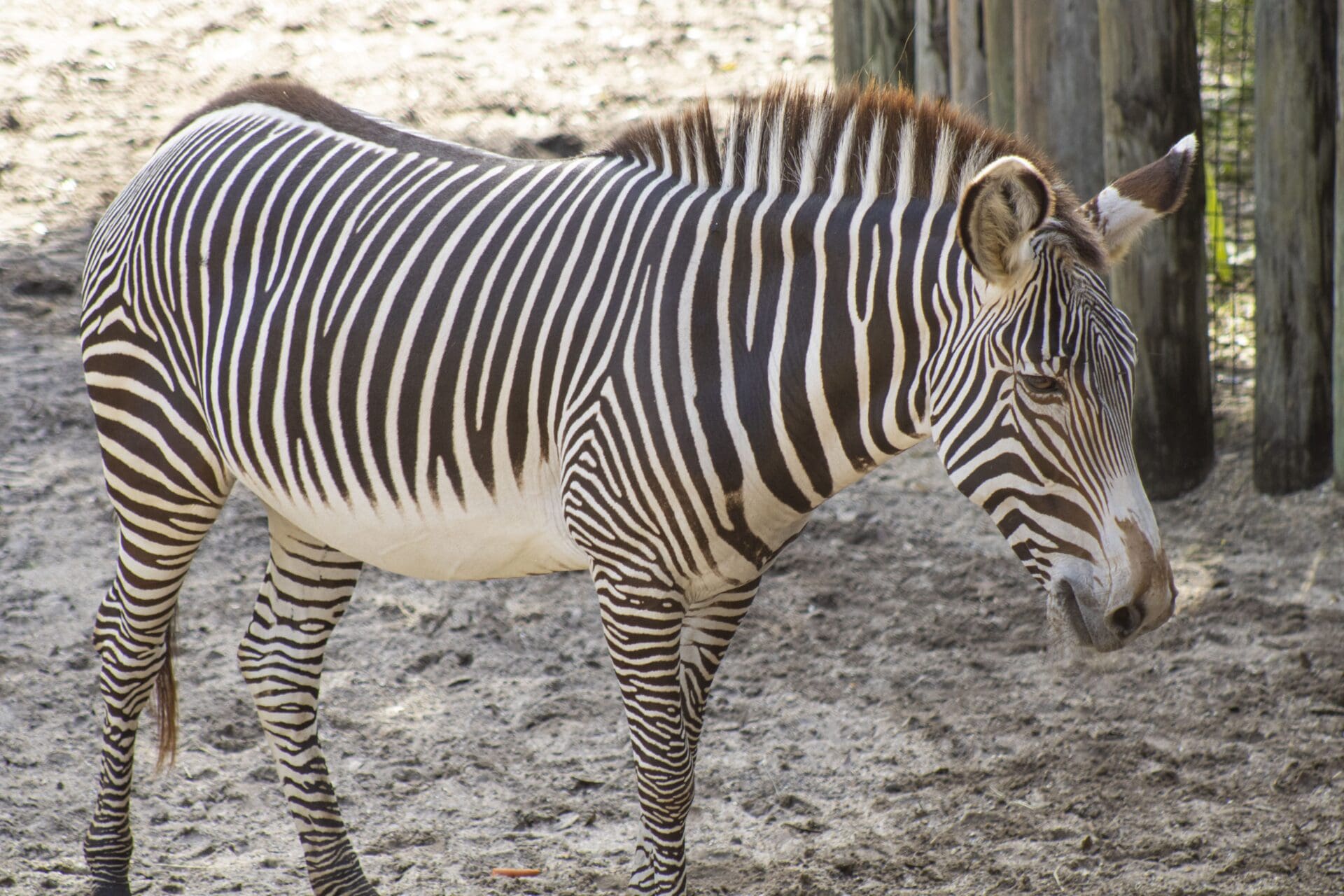 Our Zebra Herd May Get More Dazzling - Brevard Zoo