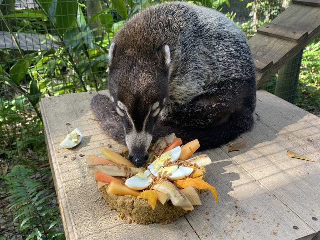 Happy Sweet Sixteen to our Coati, Katie! - Brevard Zoo