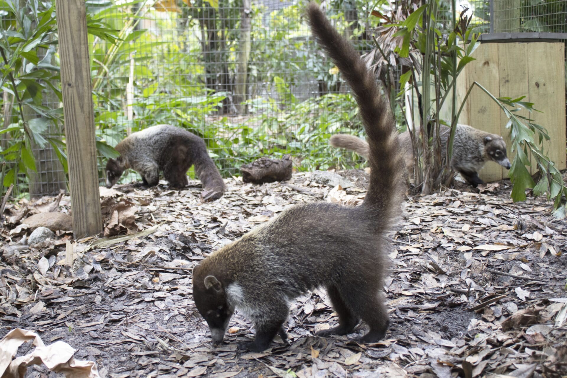 Encouraging a More Natural Social Structure for Our Coatis - Brevard Zoo