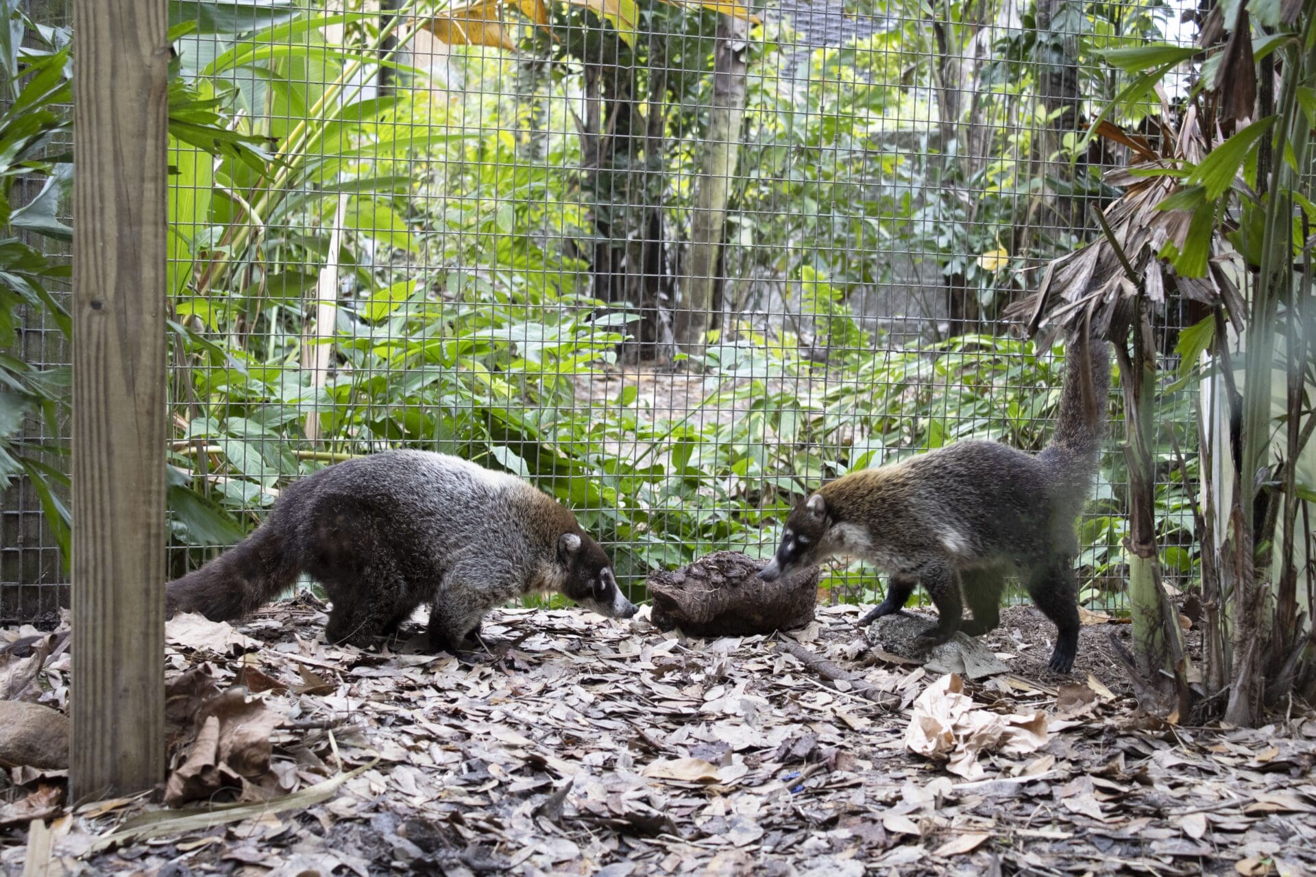 Encouraging a More Natural Social Structure for Our Coatis - Brevard Zoo