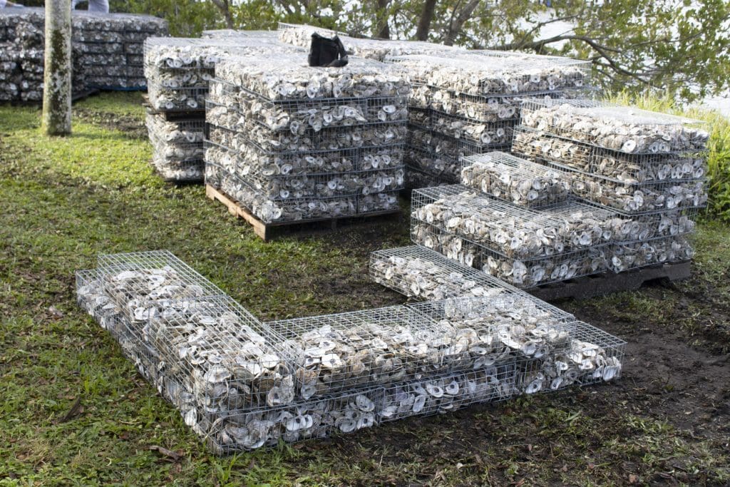 Seeing Early Success in Plastic-free Oyster Restoration Material ...