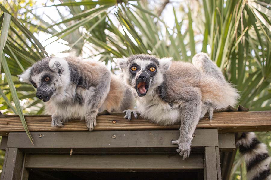 Retirement Homes for Our Animals - Brevard Zoo Blog