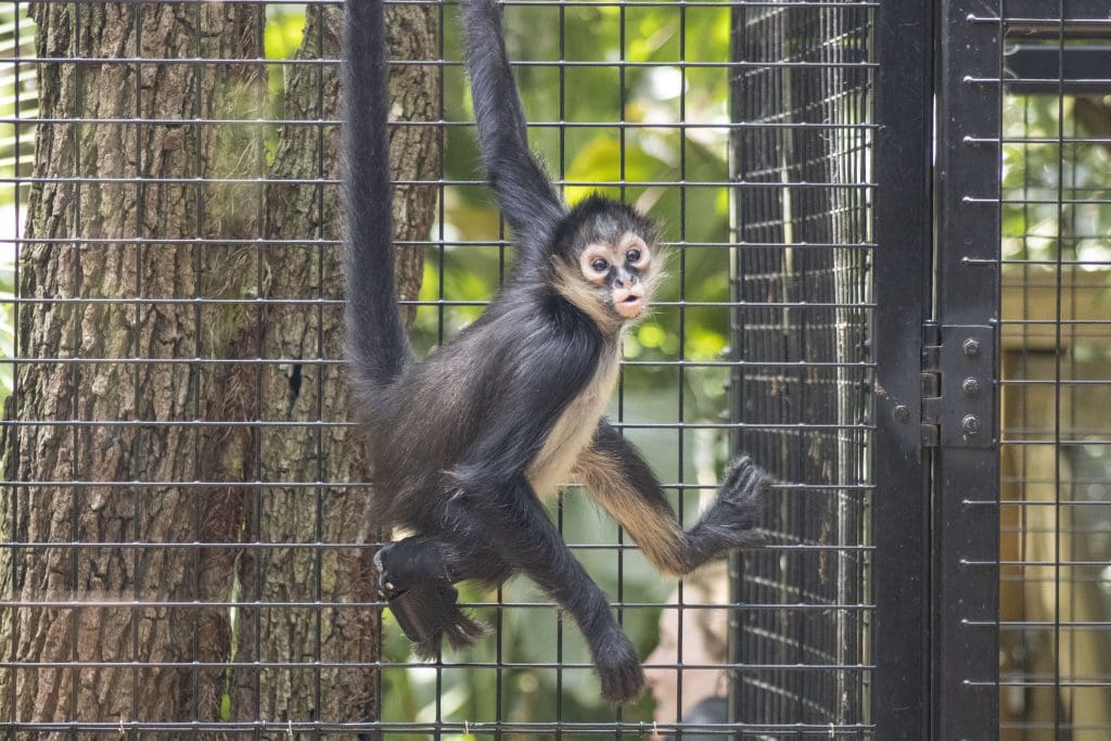 Have You Spotted J the Spider Monkey's New Footwear? - Brevard Zoo