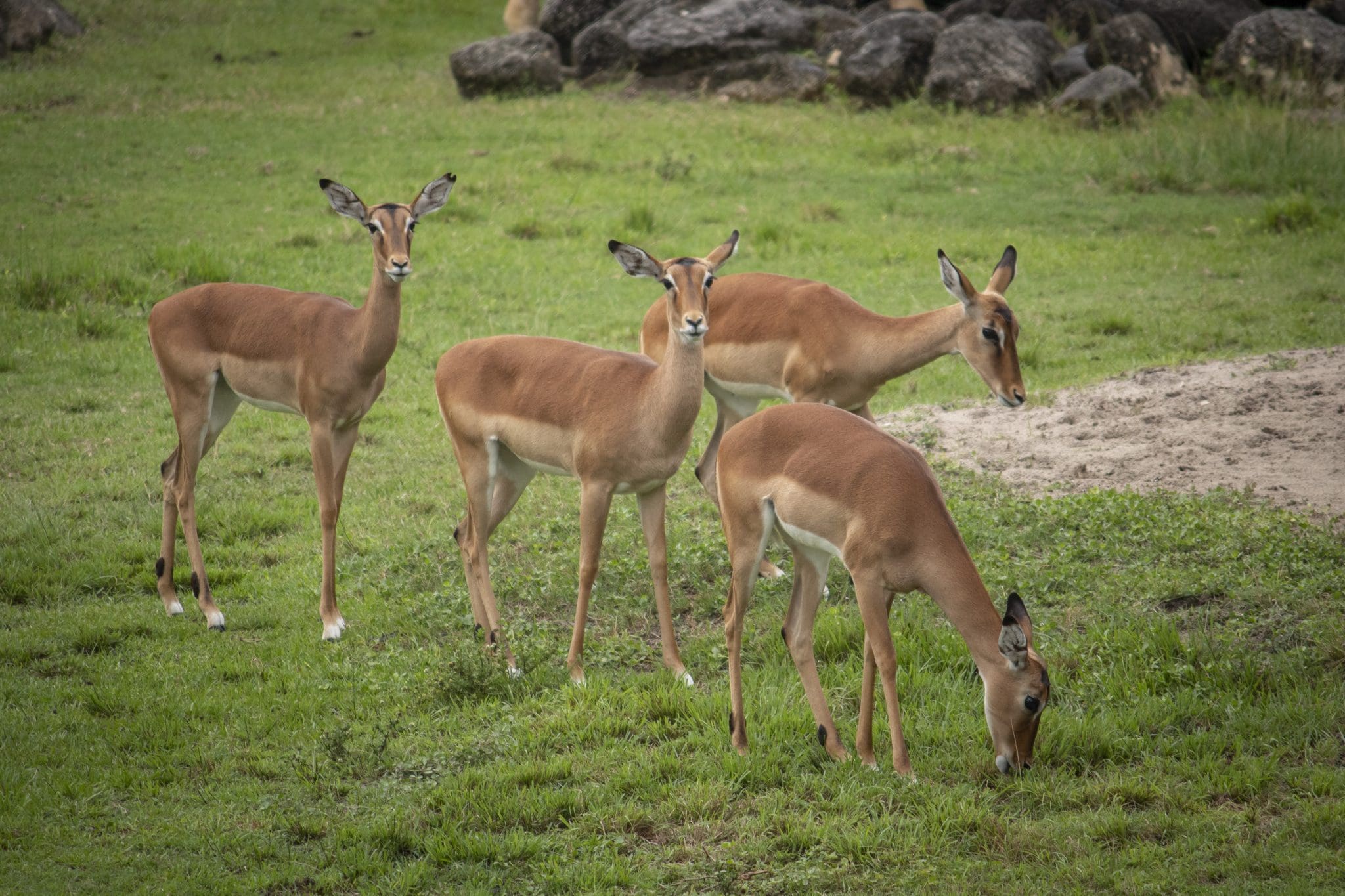 Keeping Our Animal Residents Safe During a Hurricane - Brevard Zoo