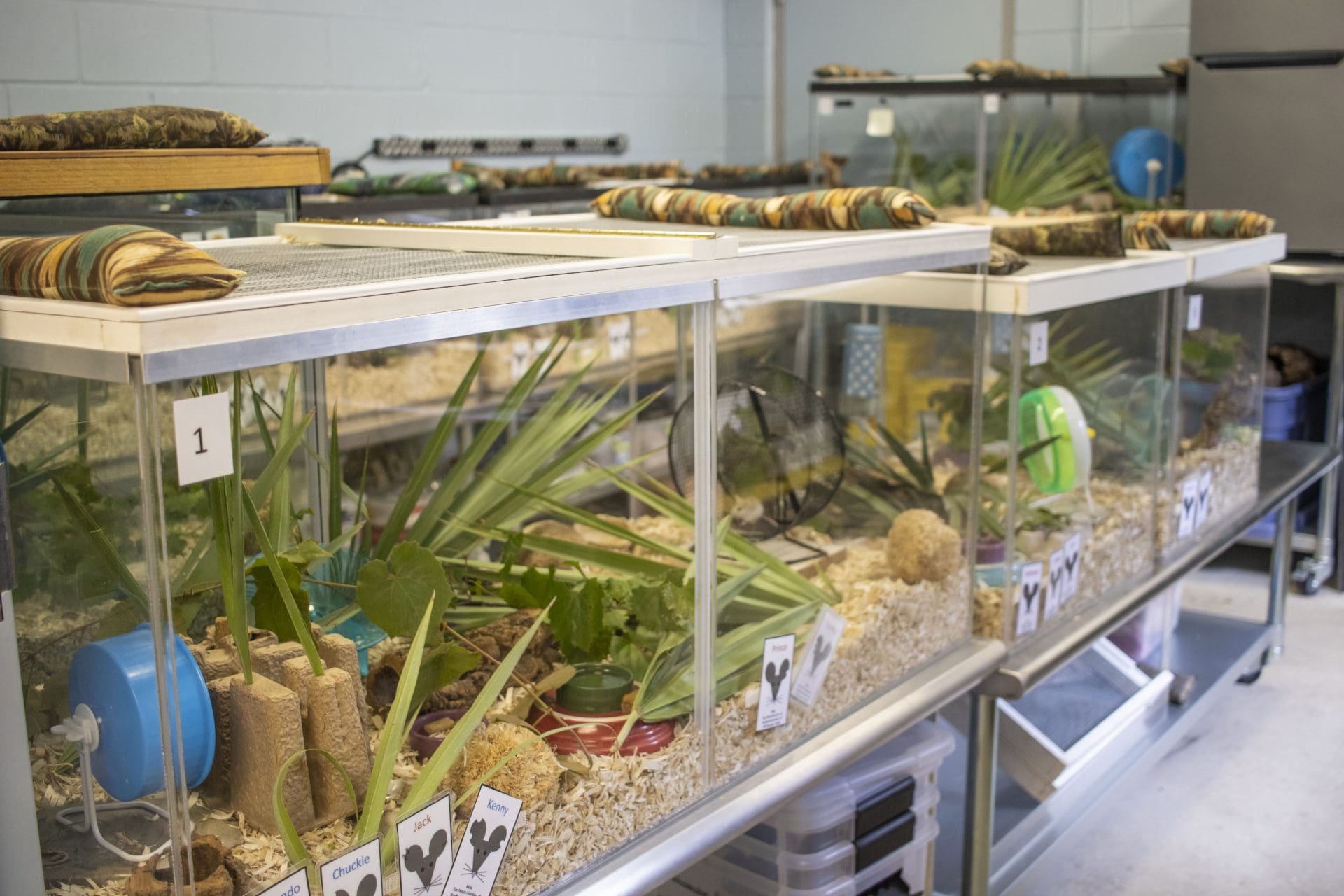 New Digs for our Beach Mice - Brevard Zoo
