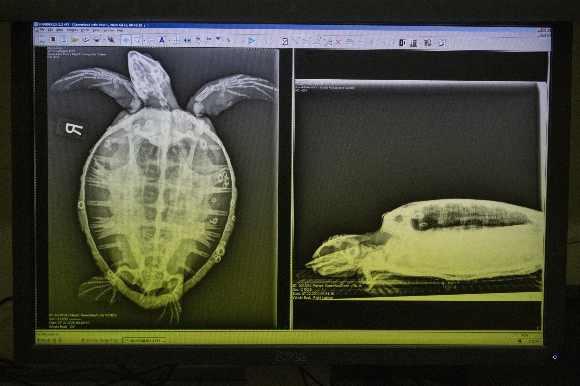 Sending Venus the Green Sea Turtle Home - Brevard Zoo