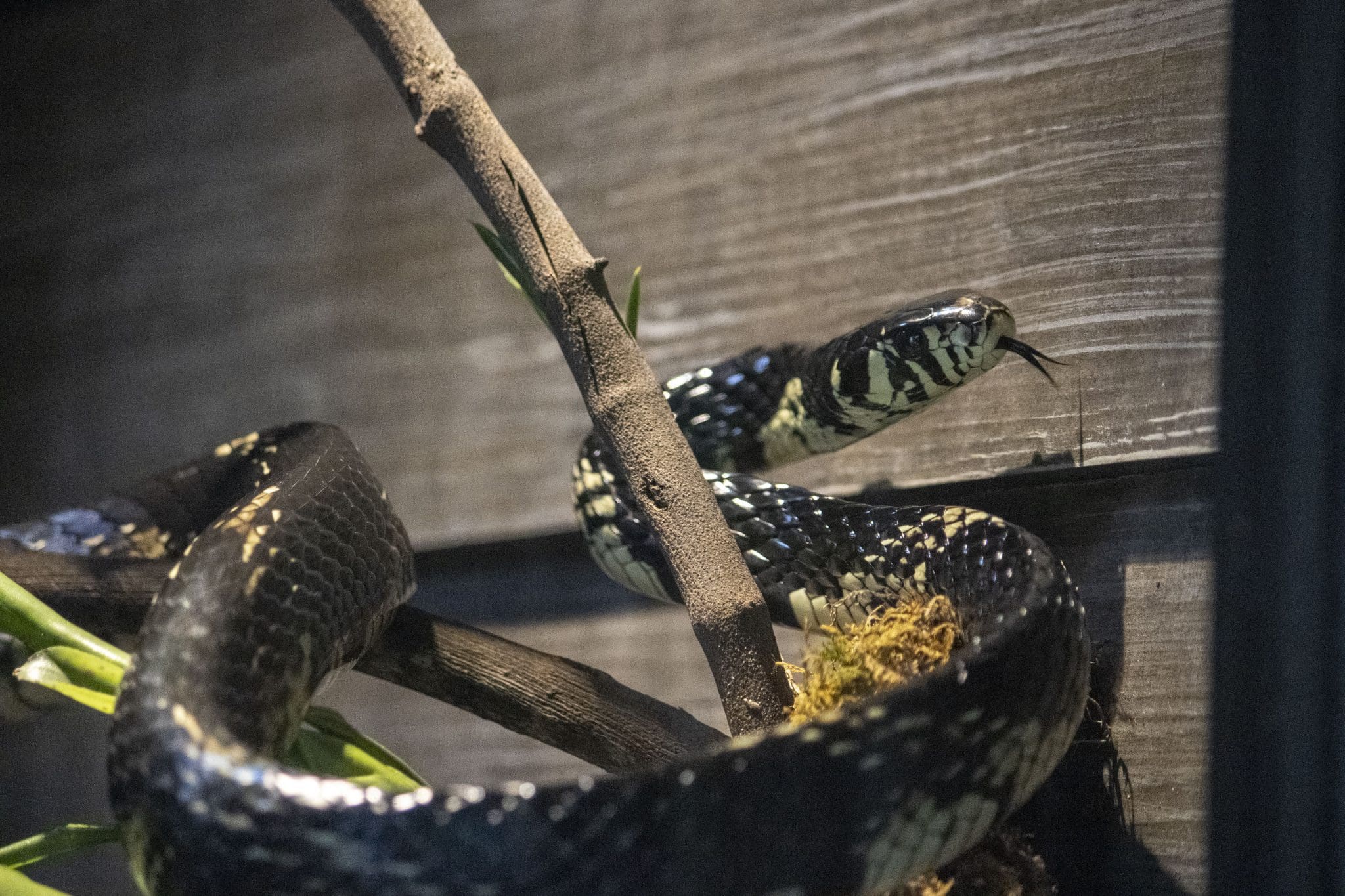 Crafting the Ideal Habitat for Our Snakes - Brevard Zoo