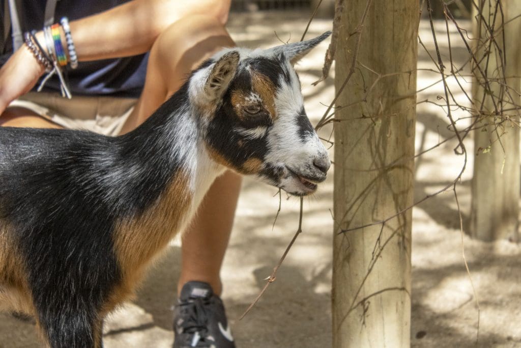 New Kids in the Barn - Brevard Zoo Blog