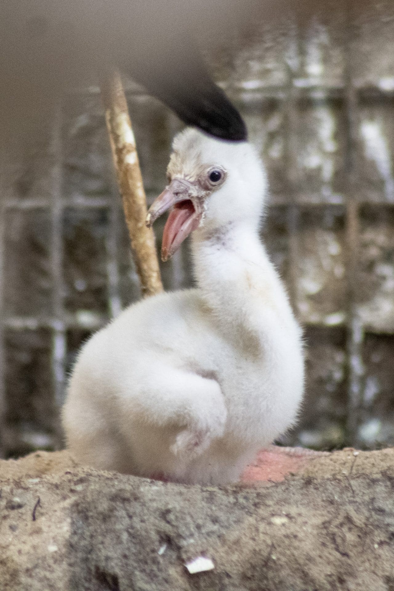 Growing Our Flamingo Flamboyance - Brevard Zoo