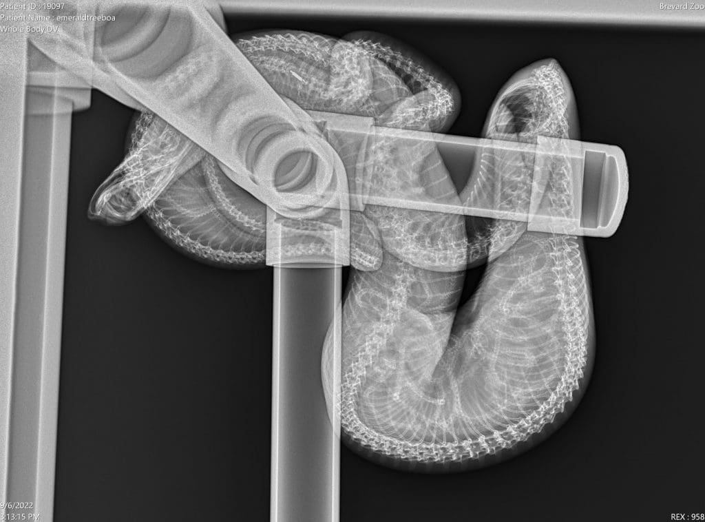 A Baby Boom at the Venom House - Brevard Zoo