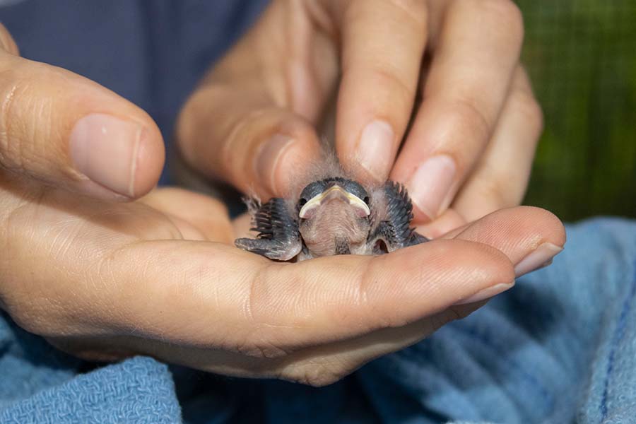 Florida Grasshopper Sparrow Success - Brevard Zoo Blog