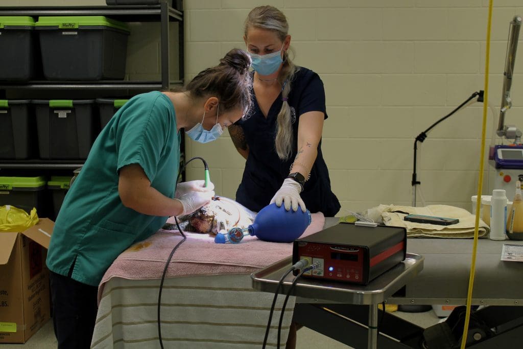 New Equipment for Sea Turtles - Brevard Zoo Blog