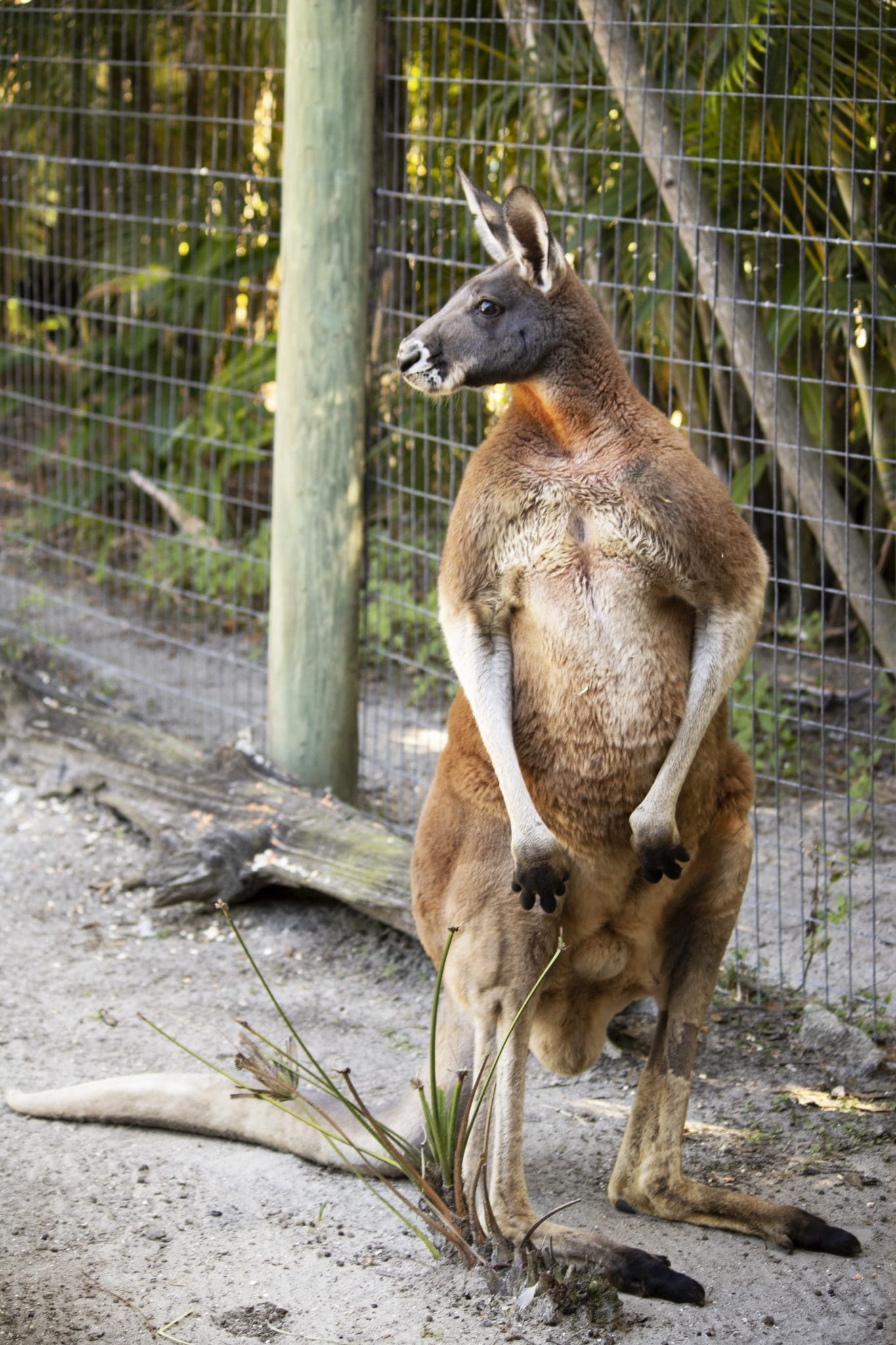 Meet our Newest Kangaroo - Brevard Zoo