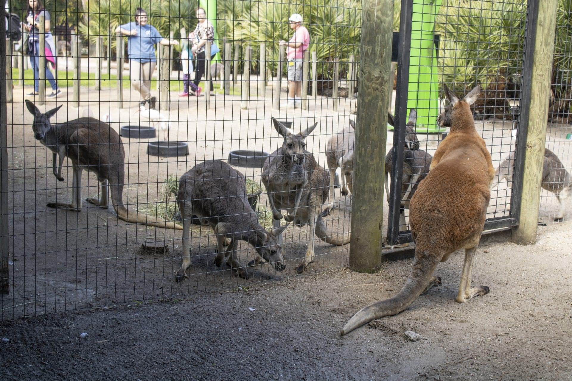 Meet our Newest Kangaroo - Brevard Zoo