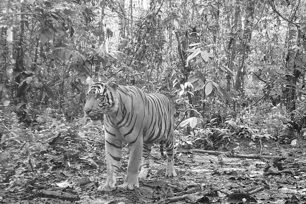 “Meet” Our Spring 2023 Quarters for Conservation Projects - Brevard Zoo