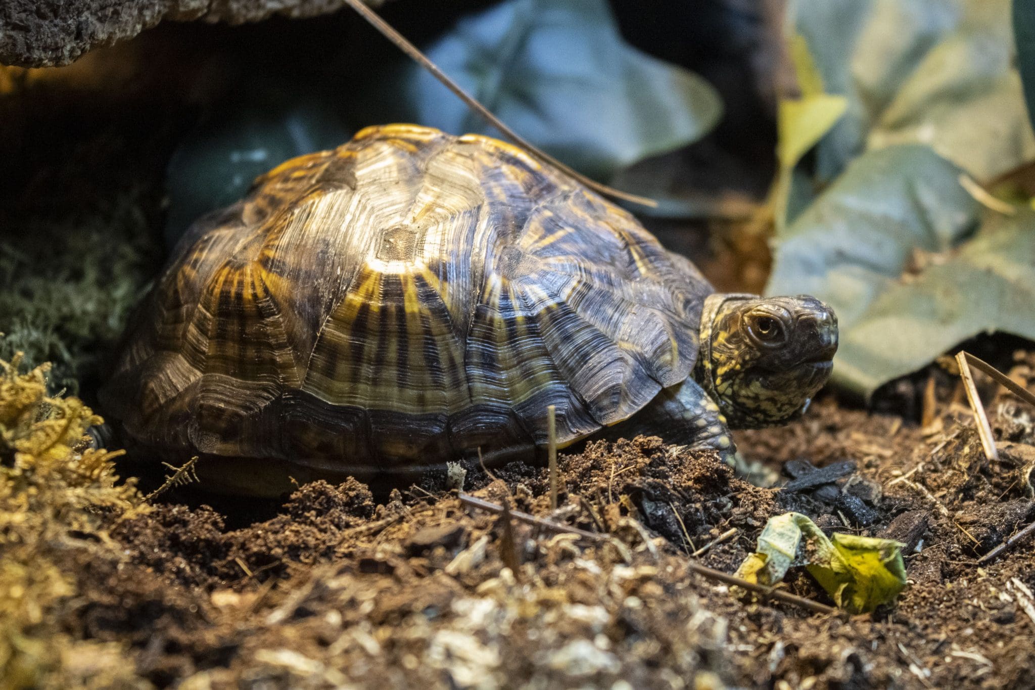 Meet the Animals: Box Turtles - Brevard Zoo Blog