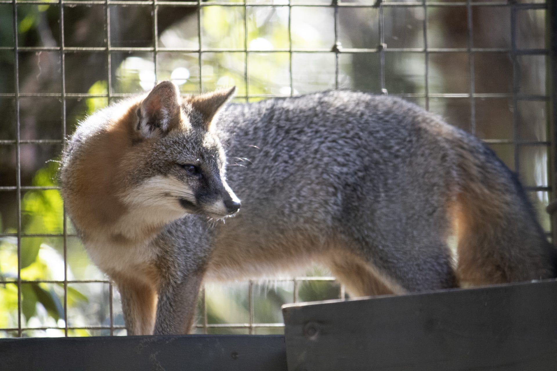 Changes Coming to Wild Florida - Brevard Zoo