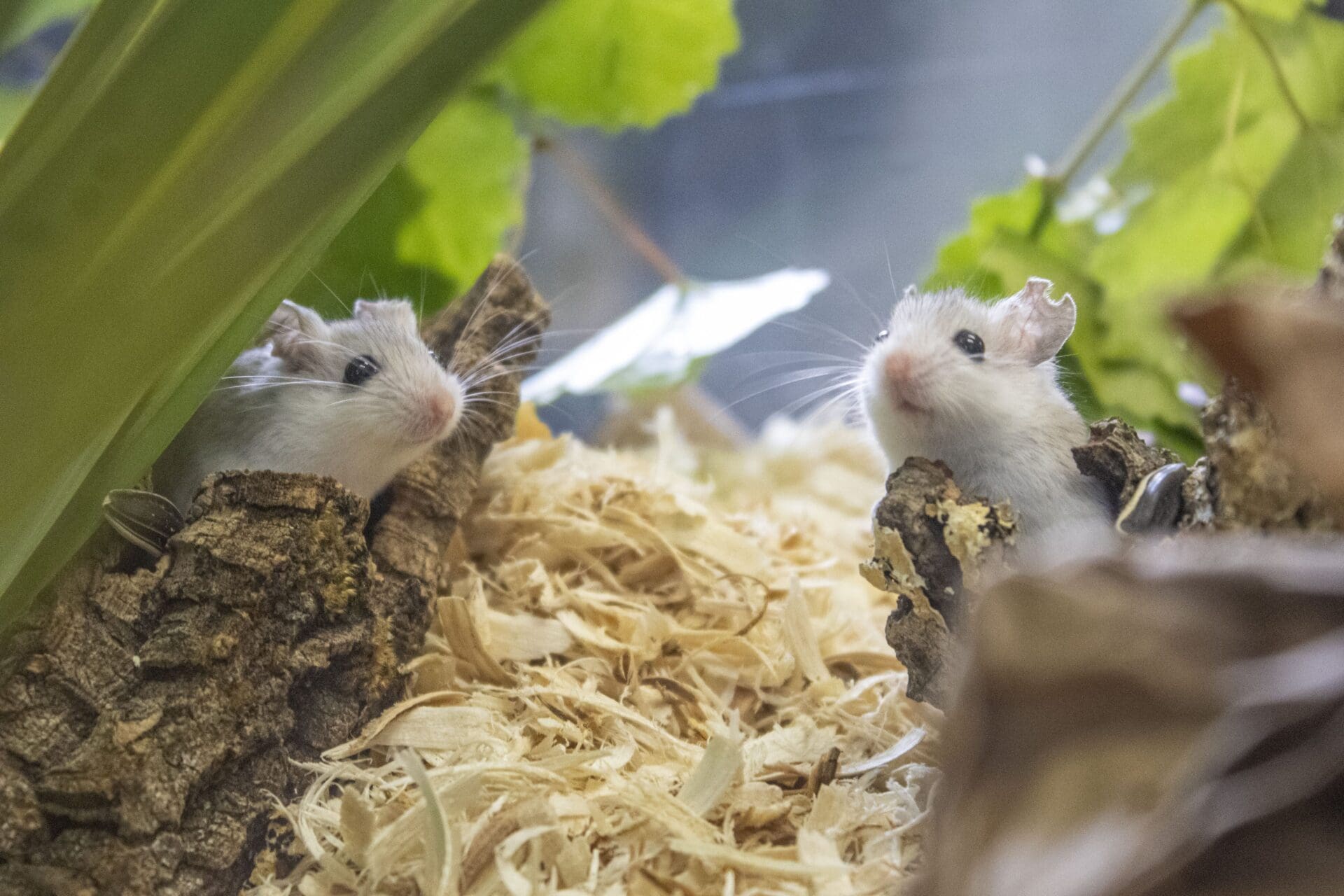 Perdido Key Beach Mice Babies Are Here! - Brevard Zoo