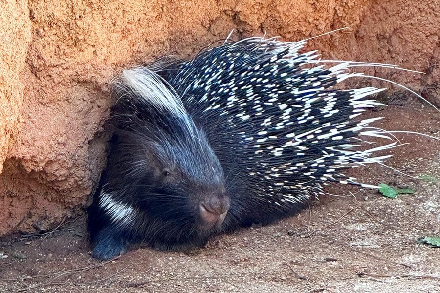 Meet Our New Cape Porcupine - Brevard Zoo