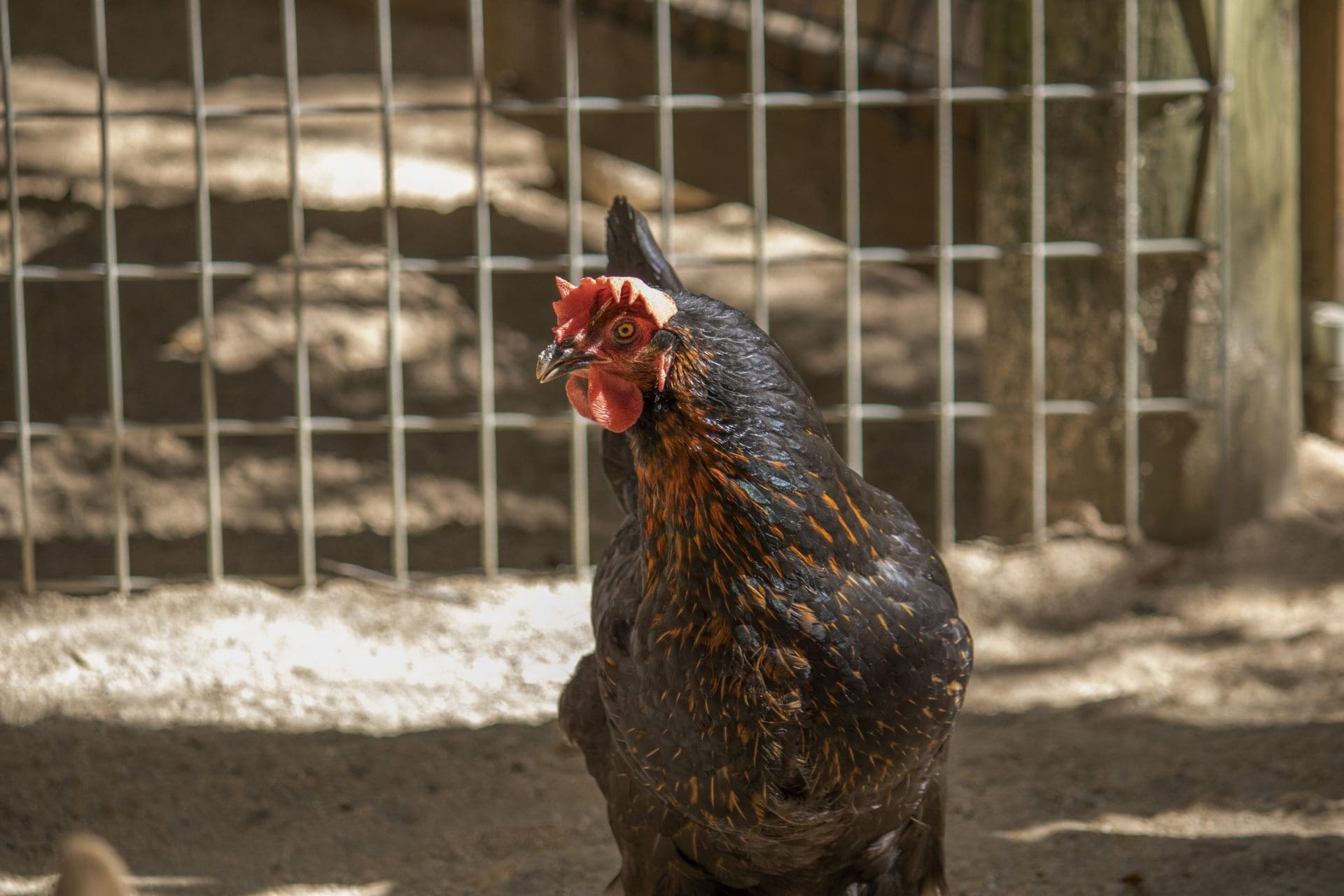 Meet the Animals: Chickens - Brevard Zoo