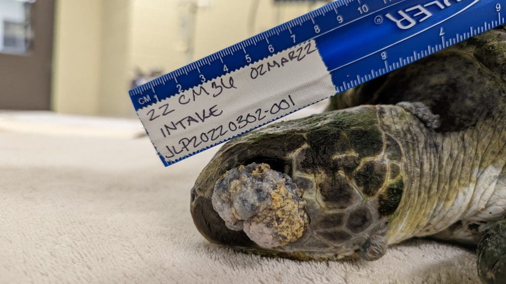 Releasing Banana the Green Sea Turtle After 14-Month Stay - Brevard Zoo