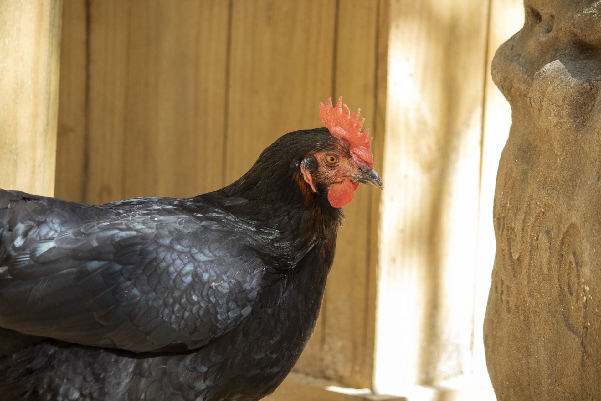 Meet the Animals: Chickens - Brevard Zoo