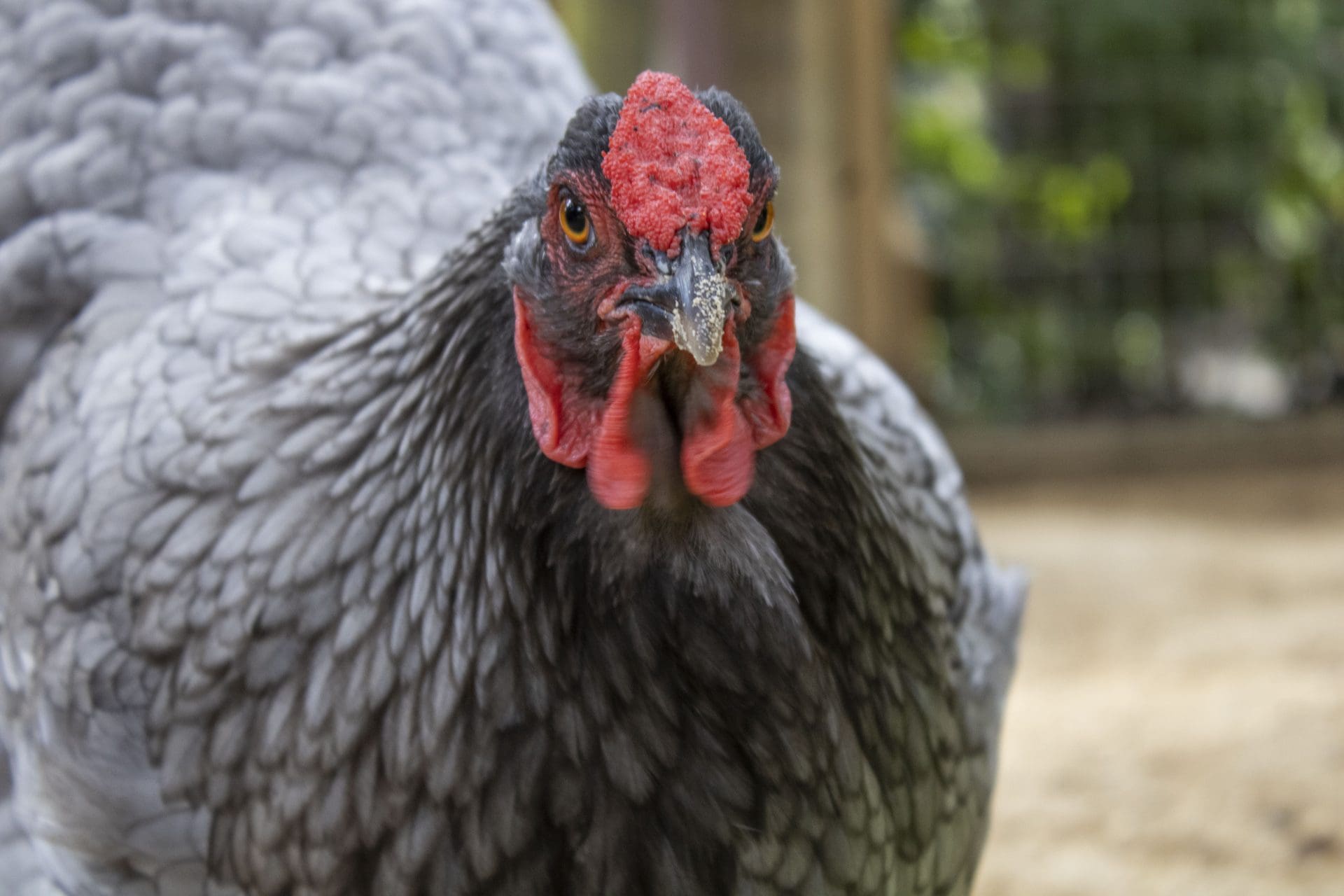 Meet the Animals: Chickens - Brevard Zoo