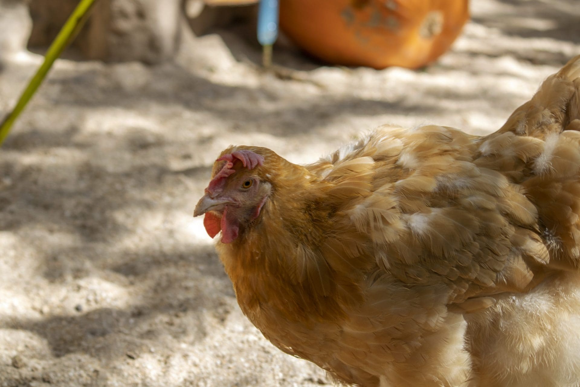 Meet the Animals: Chickens - Brevard Zoo