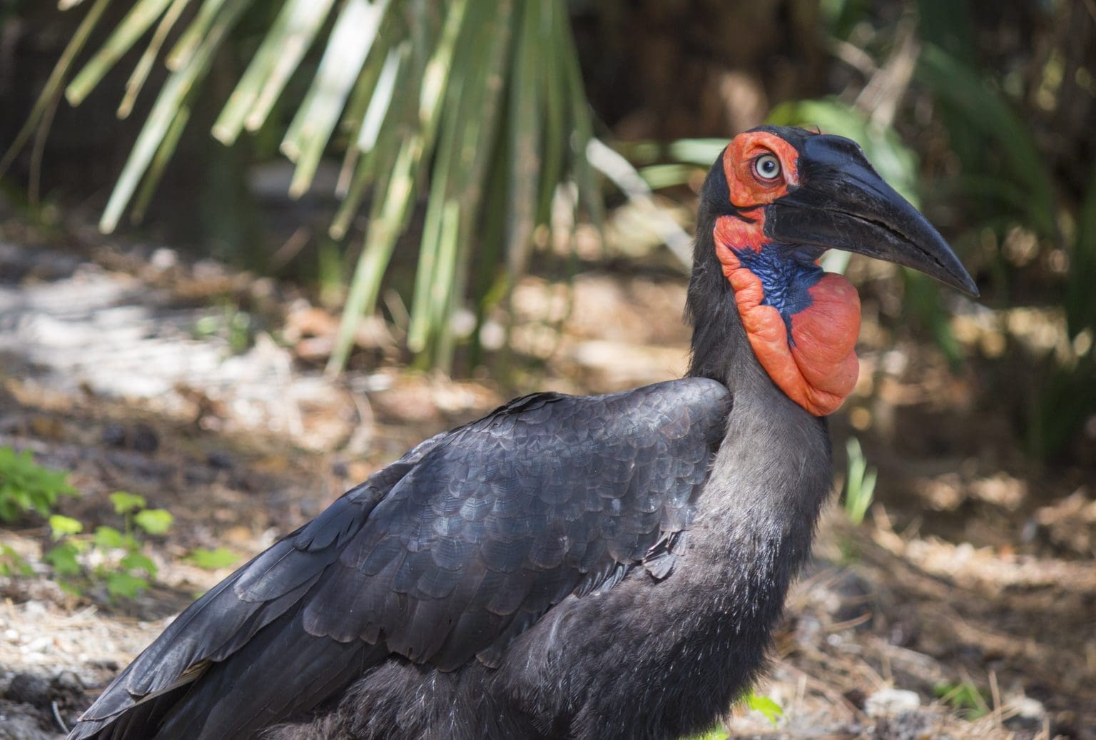 Meet the Animals: Southern Ground Hornbills - Brevard Zoo