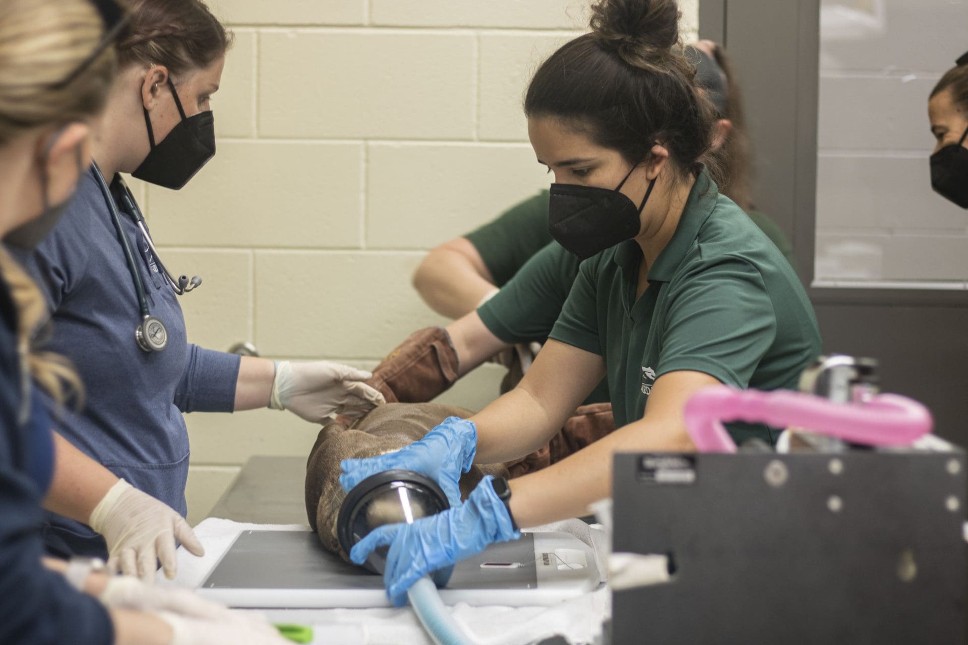 National Zookeeper Week: Rainforest Revealed Team - Brevard Zoo