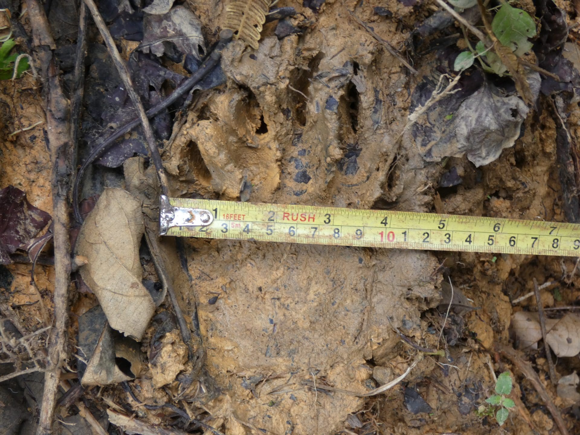 Update from the Field: Sumatran Ranger Project - Brevard Zoo