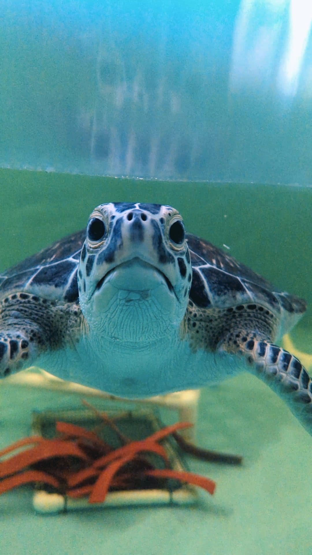Releasing Green Sea Turtle Popsicle - Brevard Zoo