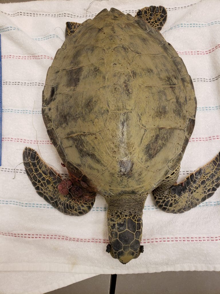 Releasing Green Sea Turtle Popsicle - Brevard Zoo