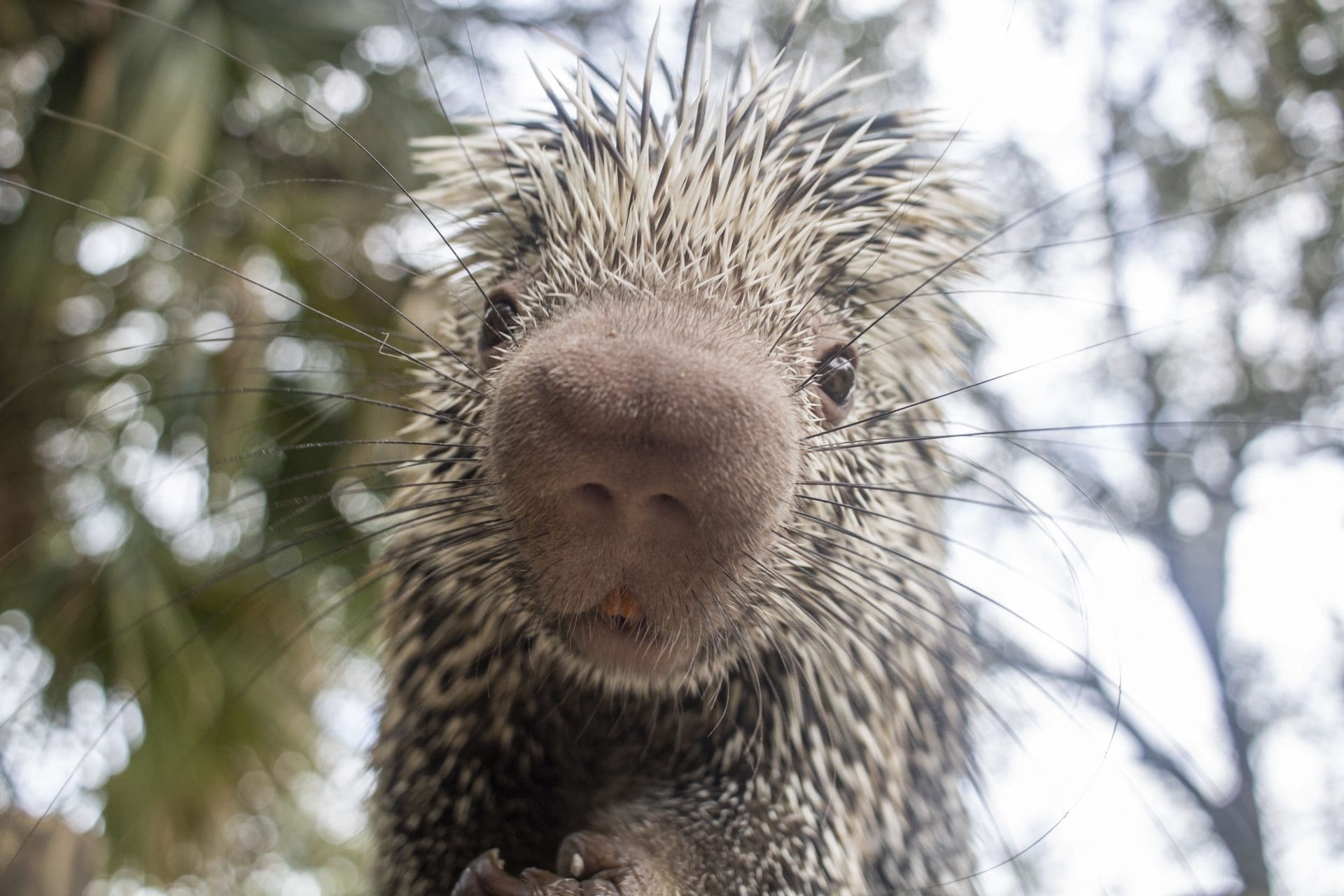 Offering Our Animal Residents Meaningful Choice and Control - Brevard Zoo