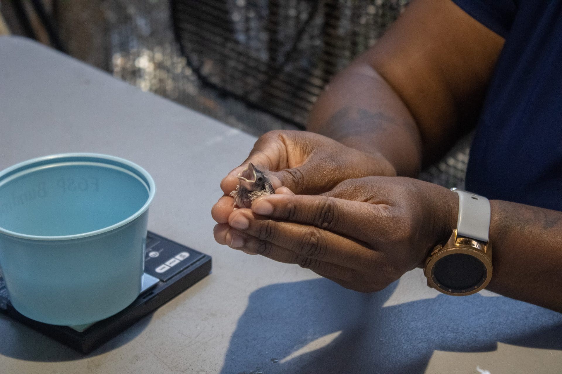 Applying for AZA Re-Accreditation - Brevard Zoo